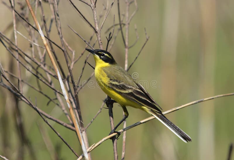 Male Yellow Wagtail stock image. Image of motacilla, environment - 19210701