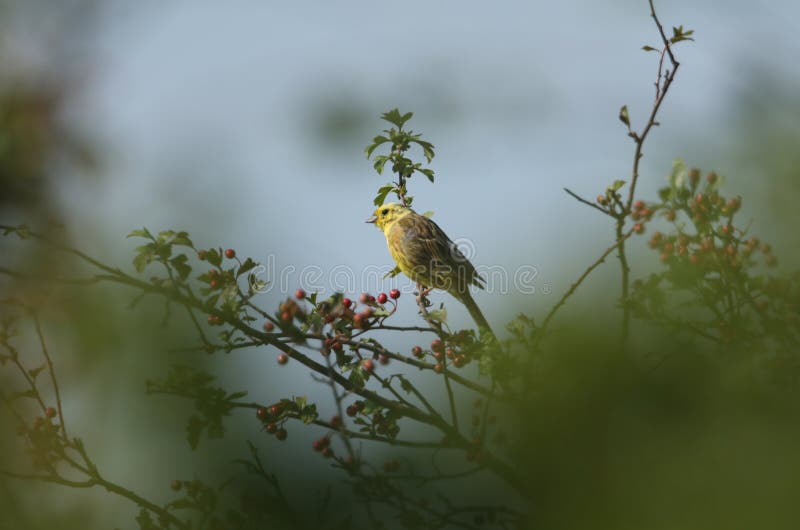 A Male Yellowhammer, Emberiza Citrinella, Perching in a Tree. Stock ...