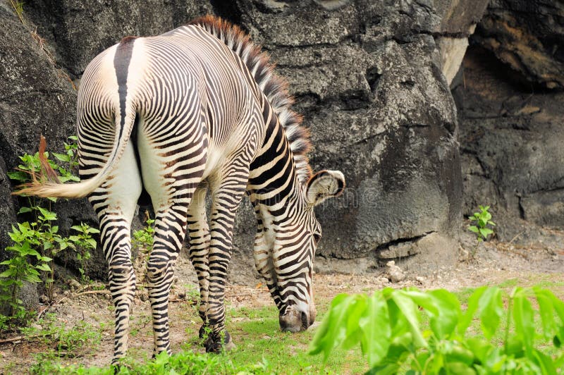 The Zebra is Eating the Grass. Stock Photo - Image of fish, ecological ...