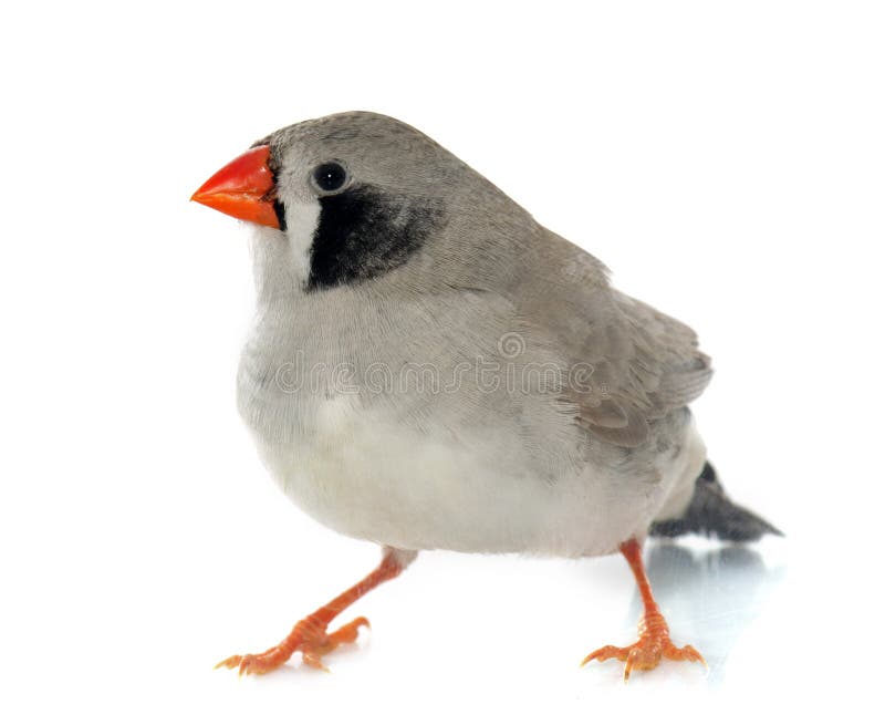 Male Zebra finch stock photo. Image of white, zebra, male - 65079656