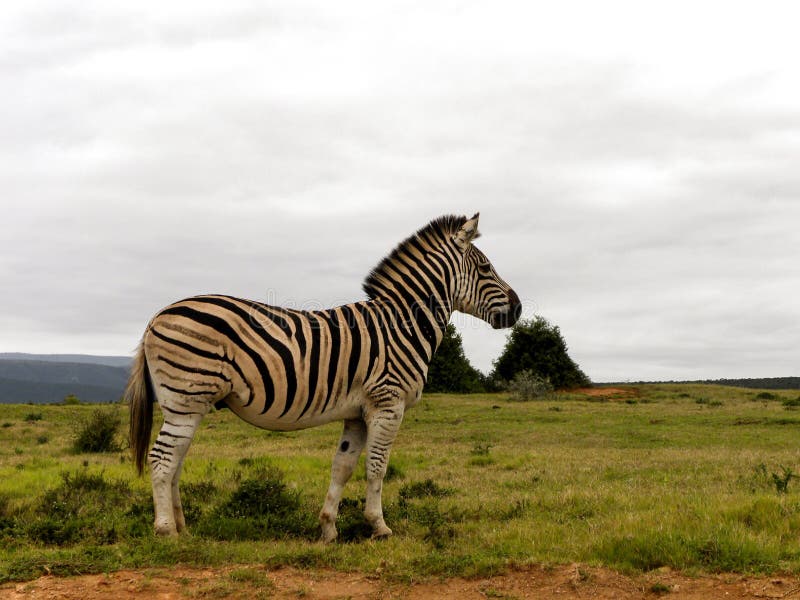 Male Zebra Stock Photo - Image: 57033362