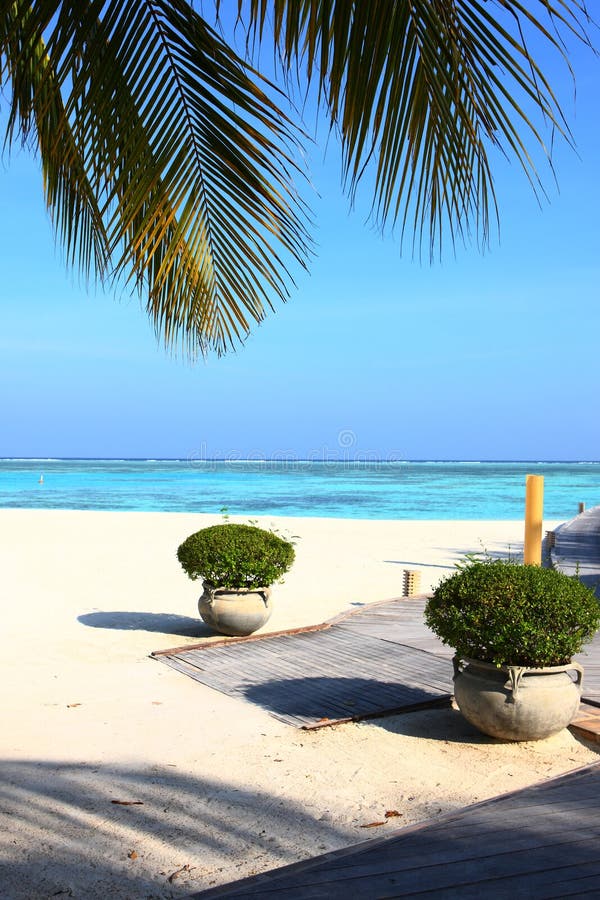 Malediven-Strand stockbild. Bild von szenen, palme, szenisch - 40661197