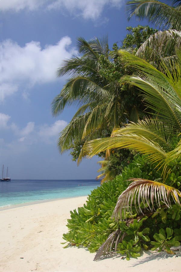 Malediven-Strand stockbild. Bild von palme, ozean, tropen - 65762035