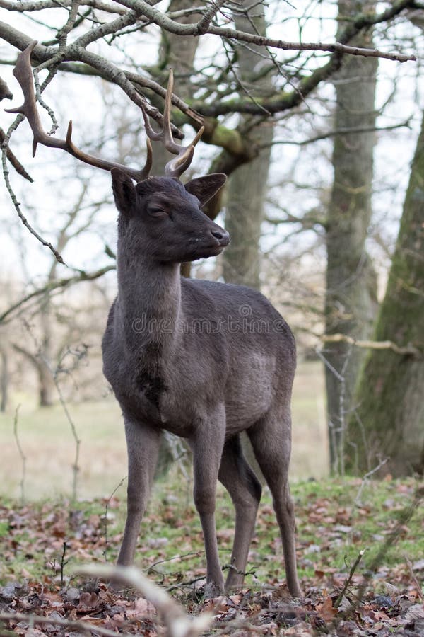 MaleFallow deer. stock image. Image of wildlife, fallow - 64826291
