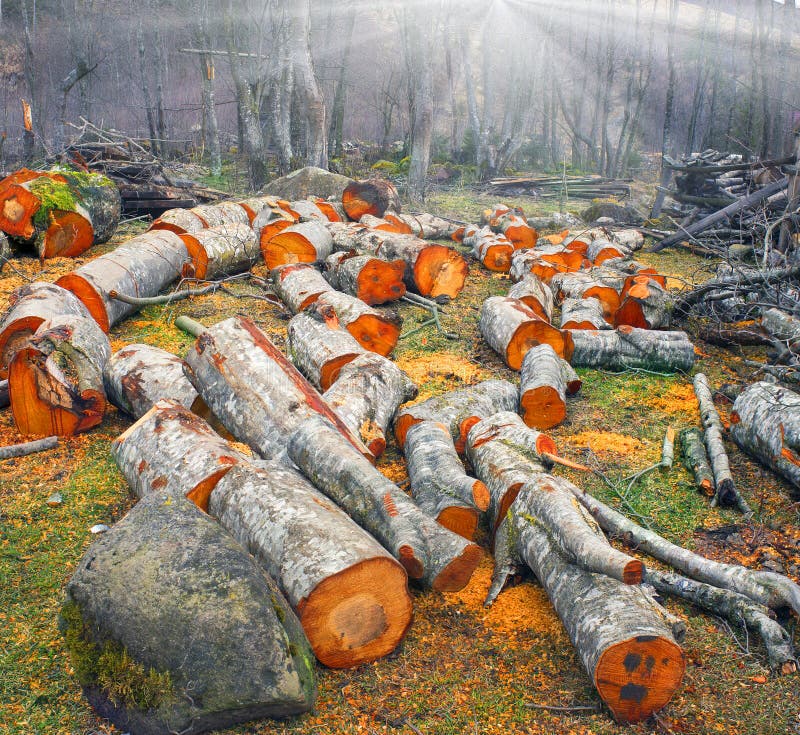 Malerisches Erlenholz stockbild. Bild von farbe, frisch - 53279485