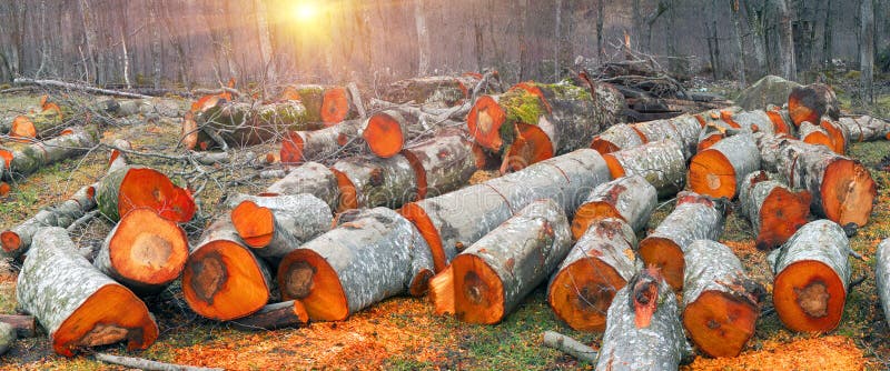 Malerisches Erlenholz stockfoto. Bild von braun, horizontal - 53279548