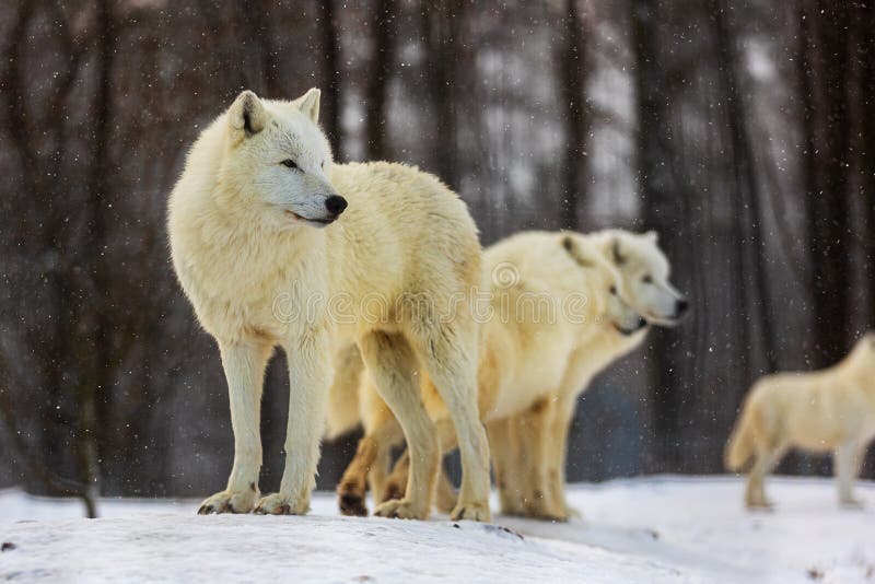 Males Arctic Wolf Canis Lupus Arctos the Pack Became Alert Stock Image - Image of north ...