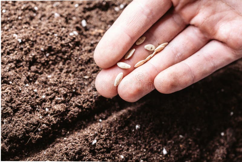 Males hand planting seeds stock image. Image of soil - 72928993