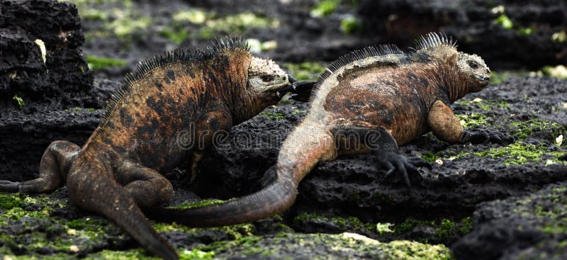 Males marine iguana fight. stock photo. Image of nature - 17535042