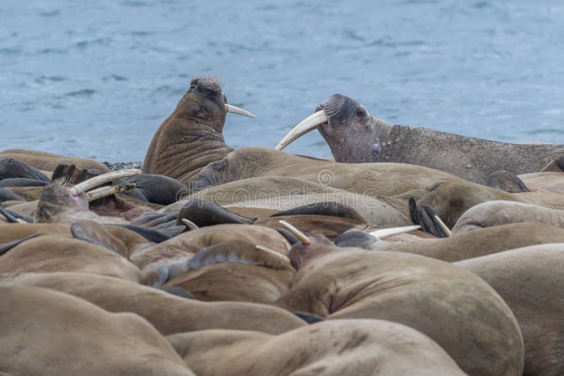 Fighting Walrus Stock Photos - Free & Royalty-Free Stock Photos from ...
