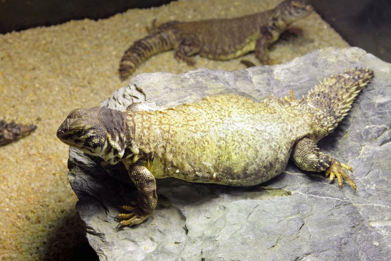 Uromastyx Dispar Maliensis Stock Photos - Free & Royalty-Free Stock ...
