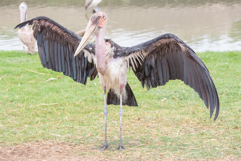 Malibu Birds stock photo. Image of azzurro, stand, grass - 46244760