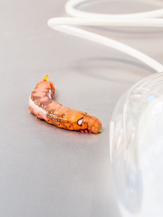 Computer Worm stock photo. Image of letters, faded, keys - 75222