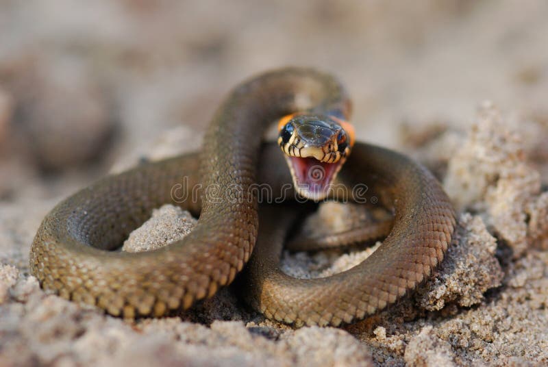 Snake yawn stock photo. Image of reptile, nature, animal - 1958470