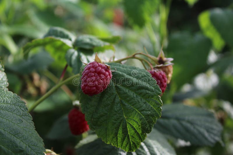 Fruitdeliciousnraspberry Stock Photos - Free & Royalty-Free Stock Photos from Dreamstime