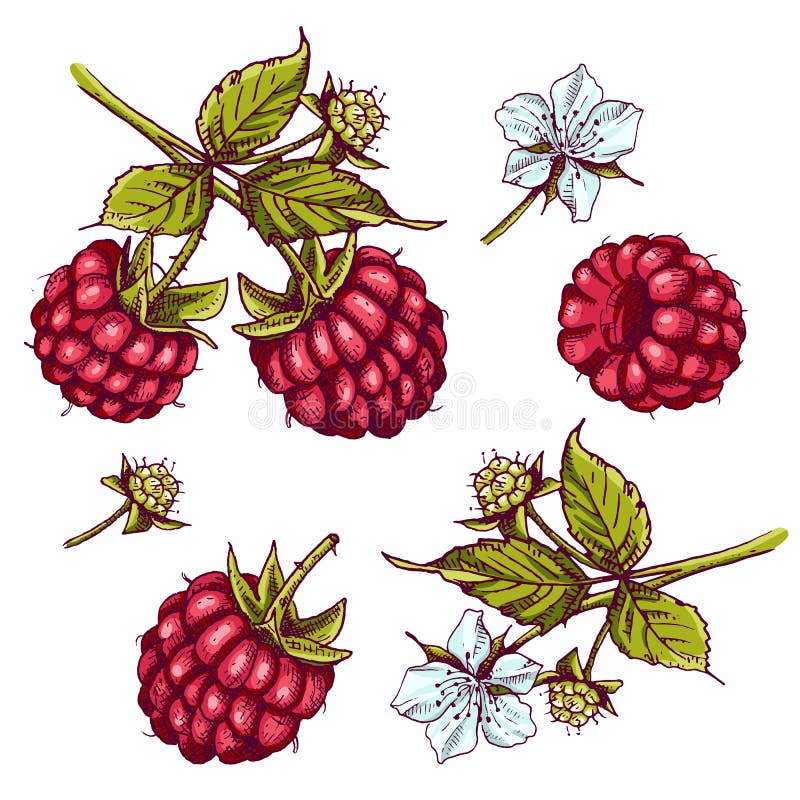 Hand Drawn Colorful Raspberry Berries and Branch with Leaves and Flower ...