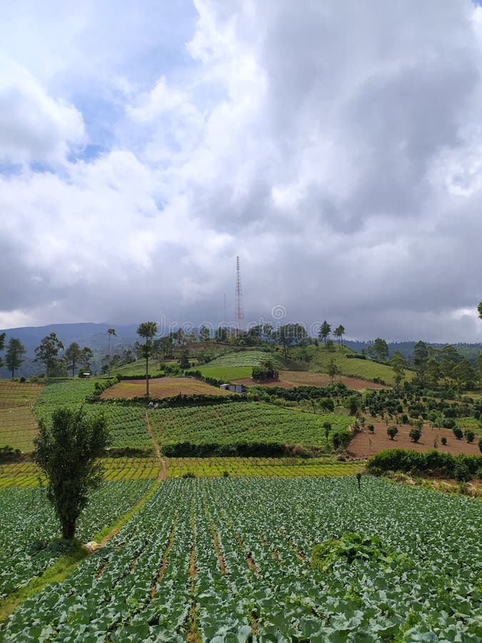 Malino Garden Highland stock image. Image of flower - 266073213