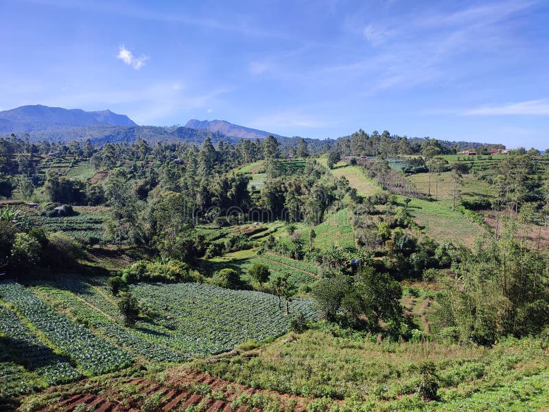 Malino Mountain and View of the Rice Field Stock Photo - Image of green ...