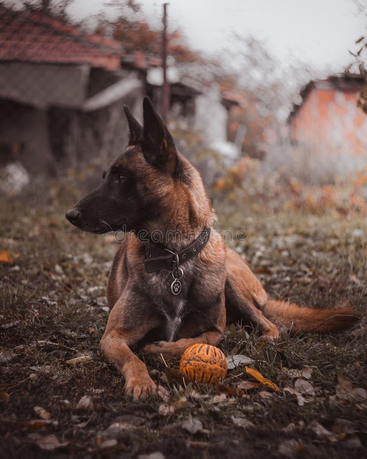 Malinoa Stock Photos - Free & Royalty-Free Stock Photos from Dreamstime