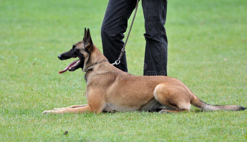 Malinois stock photo. Image of domestic, malinois, loyalty - 11334676