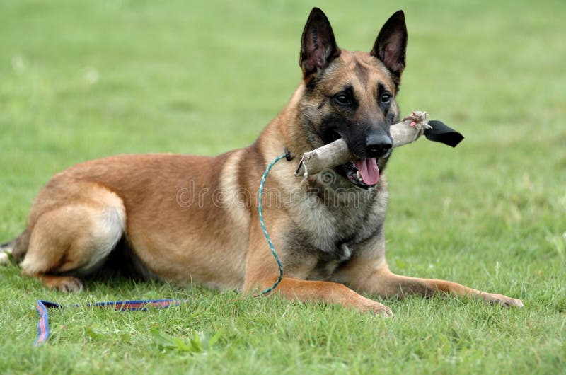 Malinois stock photo. Image of snout, shepherd, carnivoran - 2891108