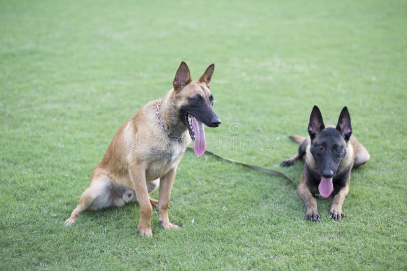 Cachorros Belgas Malinois Adorables En Su Jaula Imagen de archivo ...