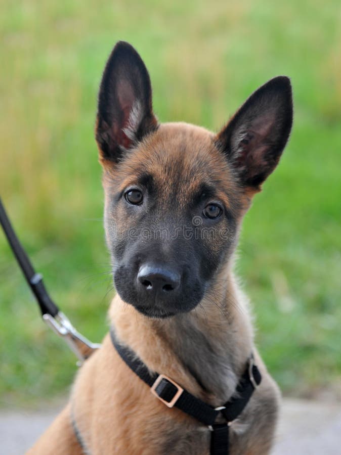 Malinois de chiot photo stock. Image du fond, blanc, bergers - 51269728