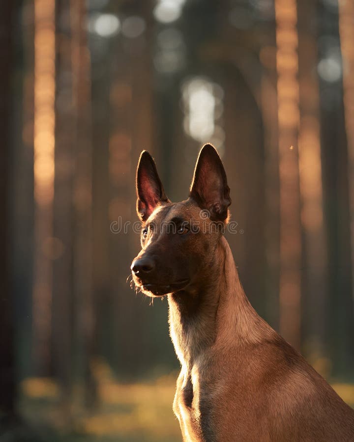 Malinois in forest sunset stock image. Image of forest - 373208003