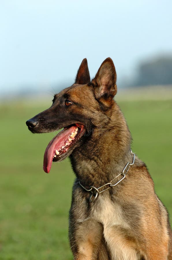 Malinois-Hund Sit Outdoors In Green Grass Stockbild - Bild von ...