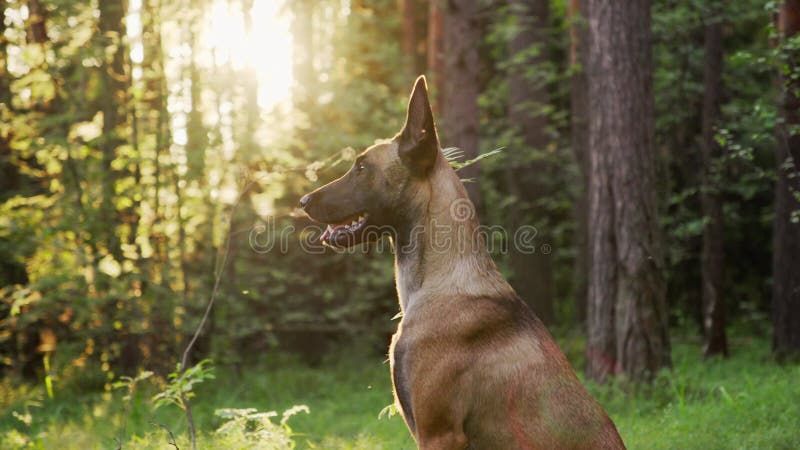 Malinois Resting in Sunlit Forest Stock Footage - Video of outdoors ...