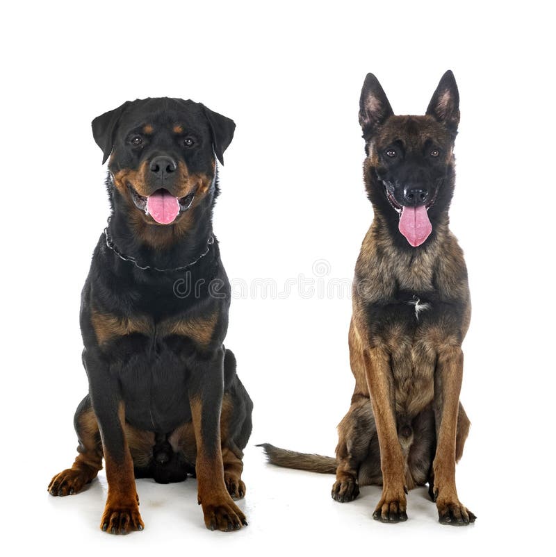 Rottweiler Belgian Malinois Stock Photos - Free & Royalty-Free Stock ...