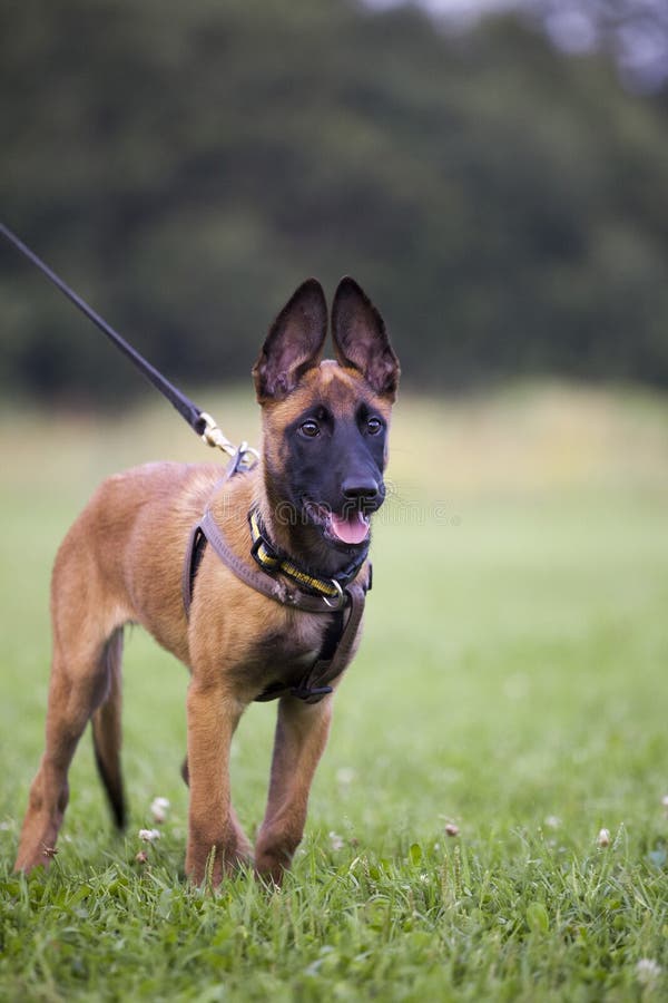 Malinois`s pyppy stock photo. Image of baby, shepherd - 70430766
