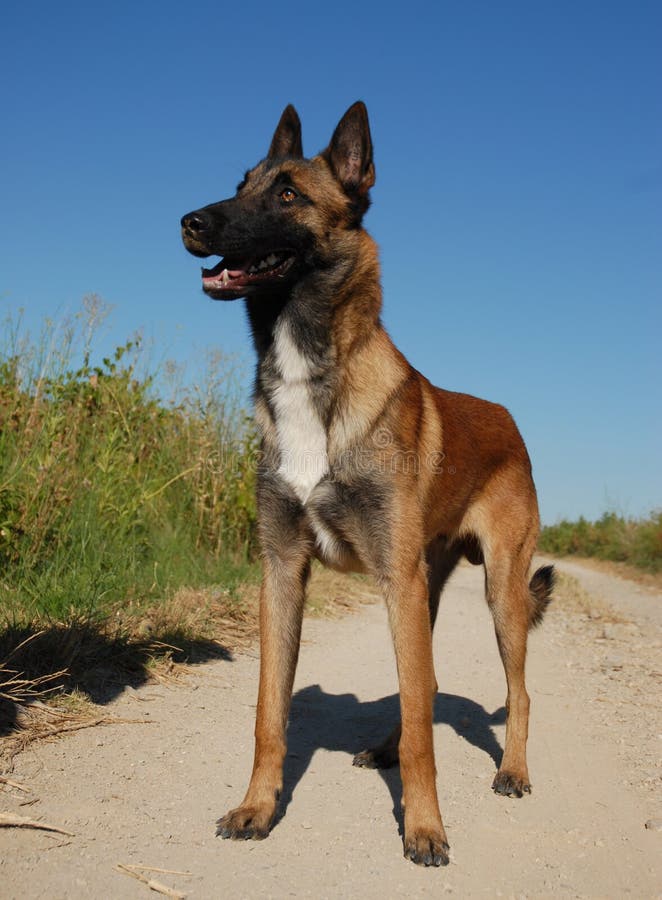 Belgisk Herde Dog (Malinois) Arkivfoto - Bild av vitt, tunga: 41269258