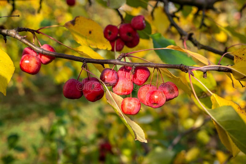 Mall Decorative Cherry Apples Stock Image - Image of ripe, autumn ...