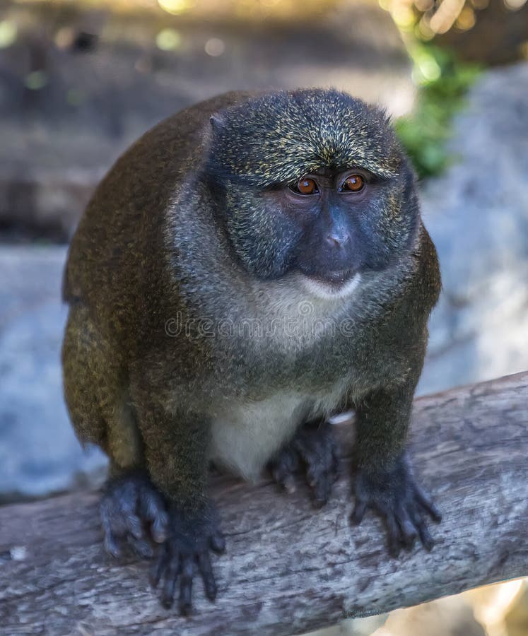 Swamp Monkey (Allenopithecus Nigroviridis) Stock Image - Image of mall ...