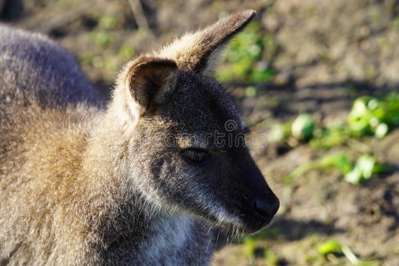 Mallaby De Cuello Rojo Al Sol Imagen de archivo - Imagen de valga, rojo ...