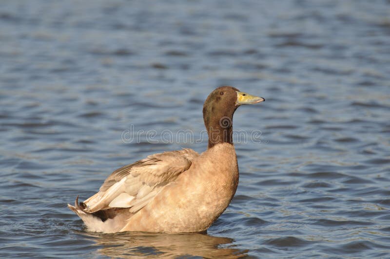 Mallard stock photo. Image of outside, platyrhynchos - 11193562