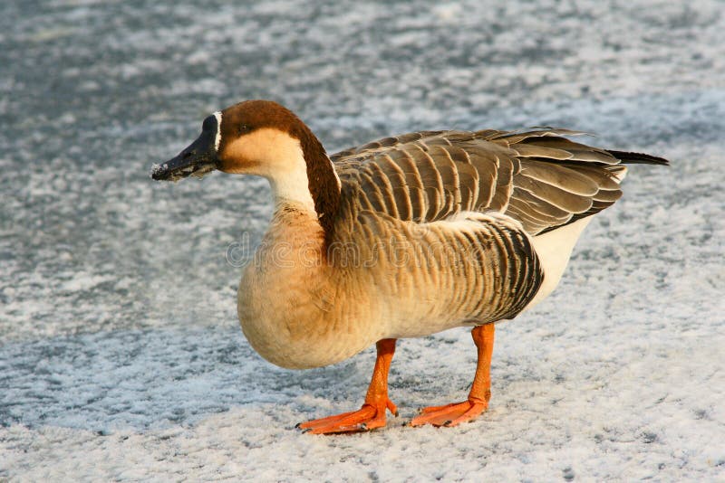 Mallard stock photo. Image of wildlife, animal, wigeon - 12016704