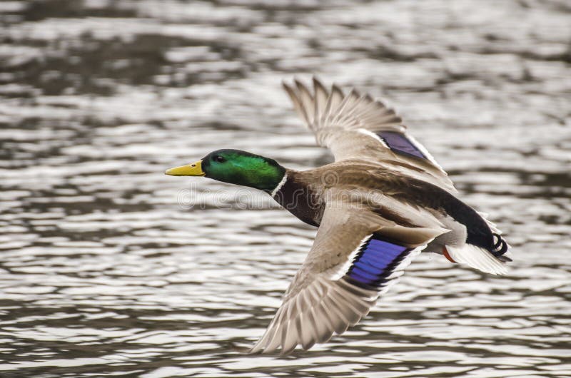 Male Mallard Duck Flying Over Water Stock Image - Image of animal, drip ...