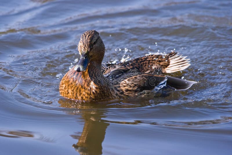 Mallard stock image. Image of drops, detail, shape, platyrhynchos - 7135917