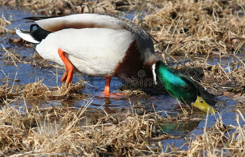Mallard stock photo. Image of food, bird, mallard, birds - 9835348
