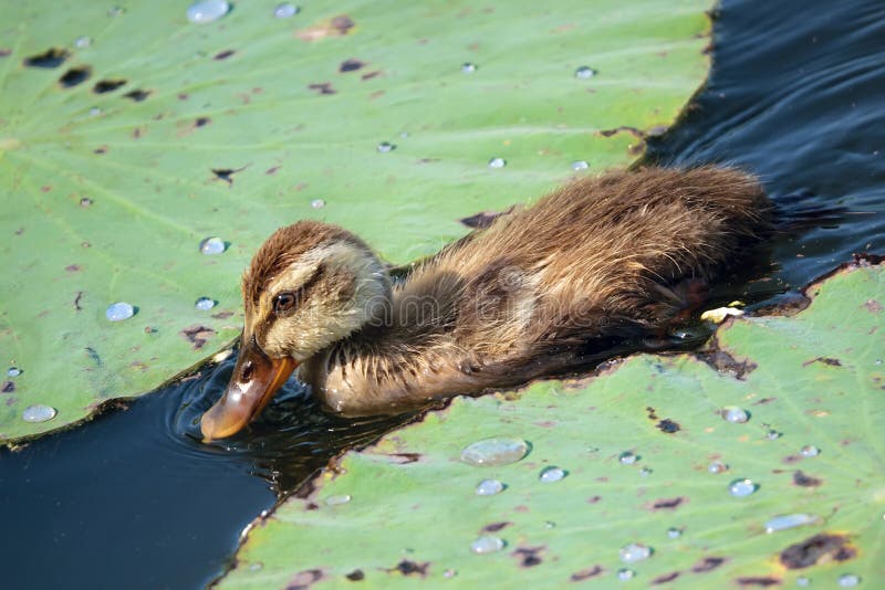 Mallard birdling image stock. Image du lames, canards - 95082387