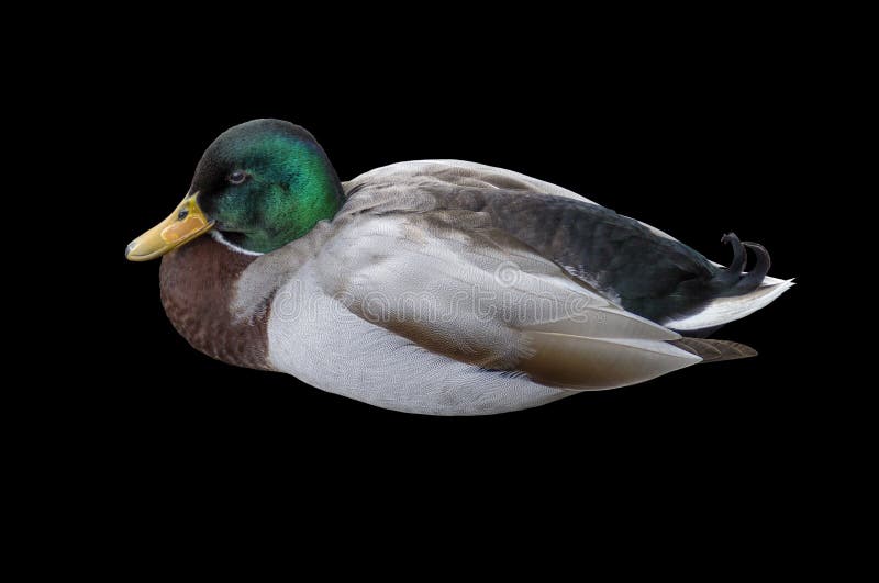 Black Mallard Duck Striking A Pose Stock Photo - Image of contact ...
