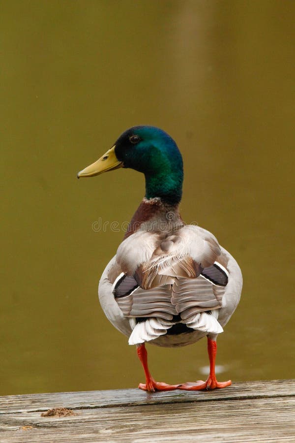 Mallard on Dock stock image. Image of view, colorful - 44025937