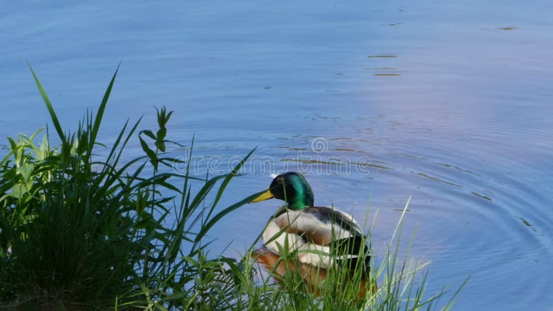 Mallard Drake Duck is Looking for Food in the Lake or River, Close -up ...
