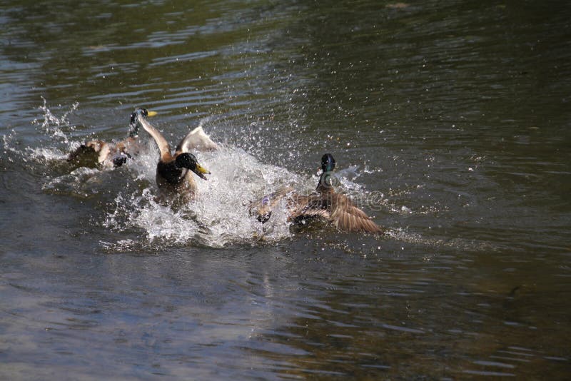 A Mallard Drake Chasing Another Stock Photo - Image of wild, nature ...