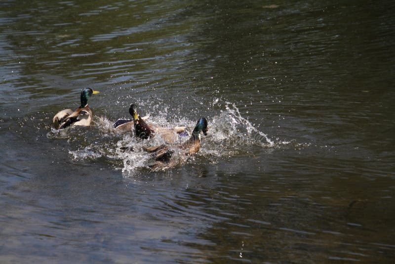 A Mallard Drake Chasing Another Stock Photo - Image of water, mallard ...