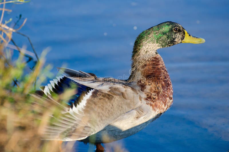 Mallard Hen Molt Preening stock image. Image of feathers - 77931459