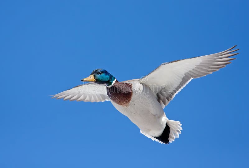 Mallard drake in flight stock image. Image of water, nature - 84820051