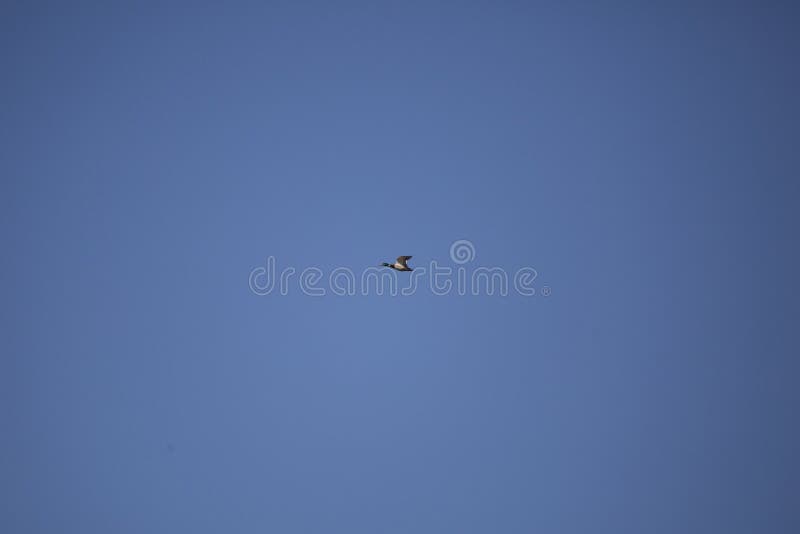 Mallard Drake in Flight stock image. Image of biology - 253429555